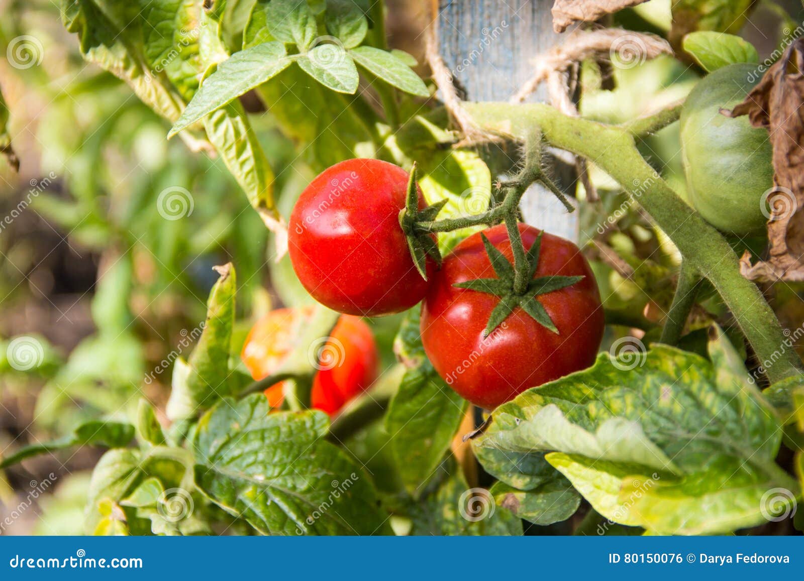 Two Tomatoes Growing on Plant Stock Photo - Image of fruit, branch ...