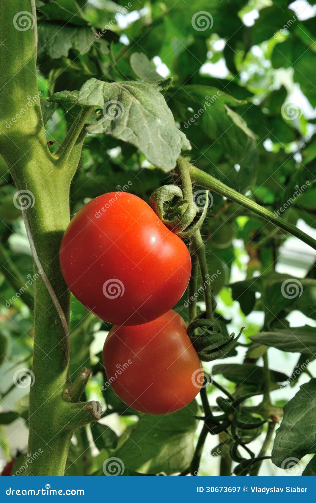 Two tomatoes stock image. Image of tomato, closeup, leaf - 30673697