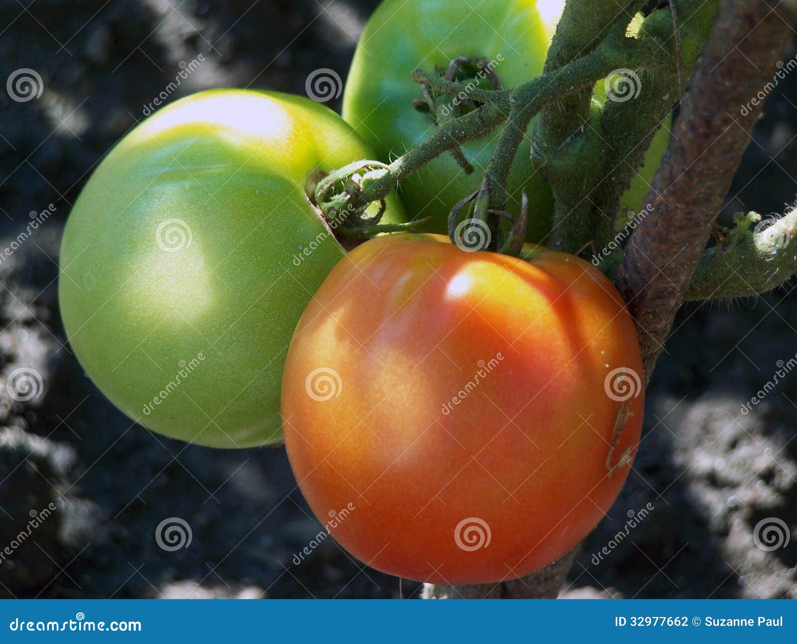 Two tomatoes stock photo. Image of fresh, tomato, garden - 32977662