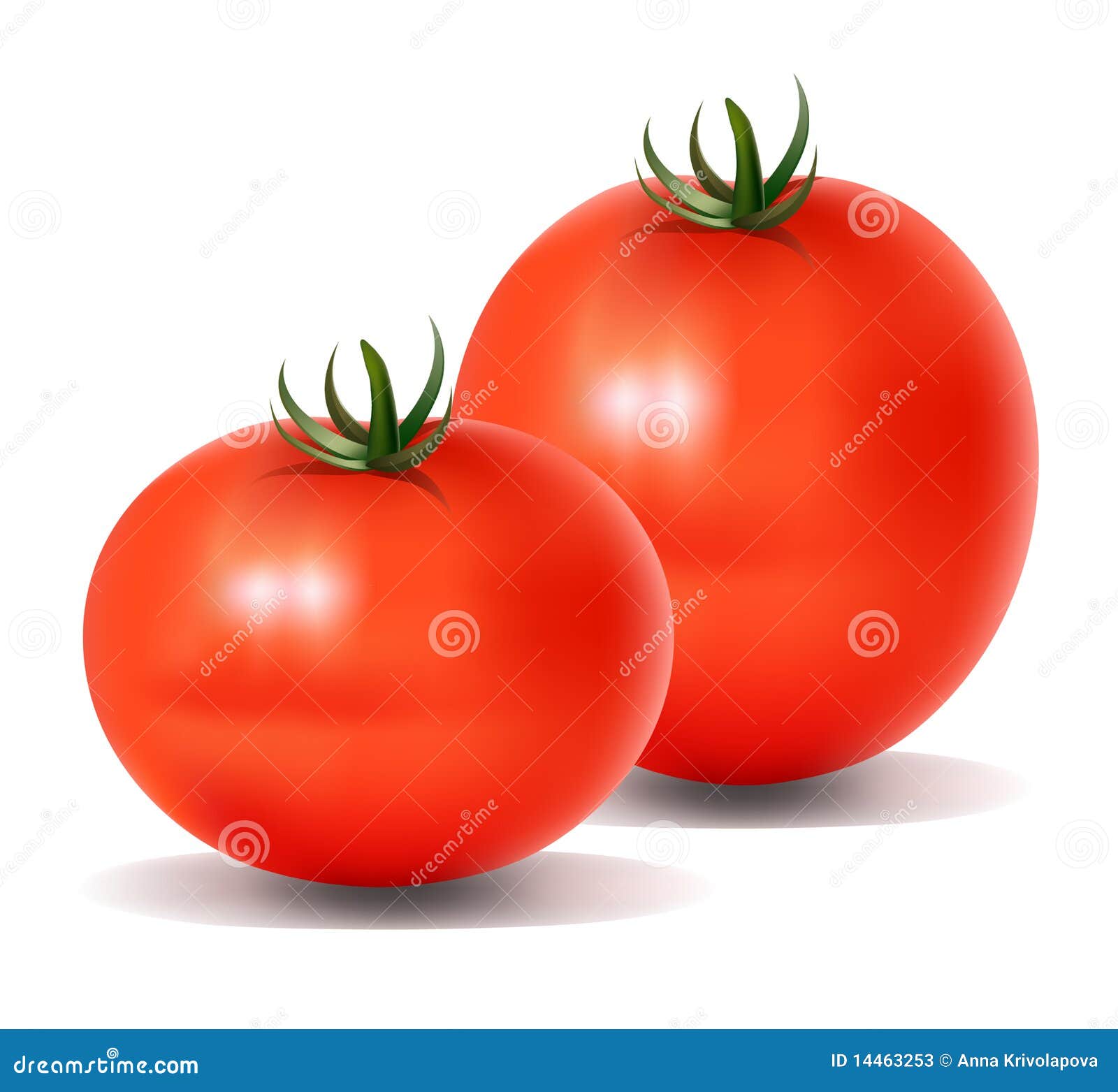 Two Tomatos stock illustration. Illustration of mildew - 14463253