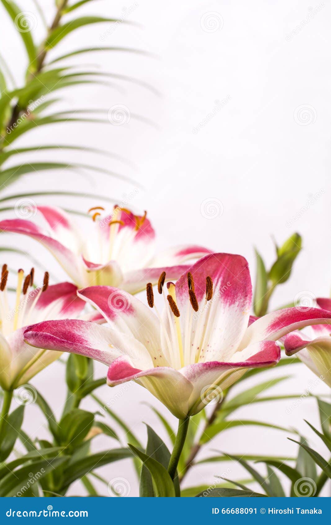 Two tone asian lily stock image. Image of stamen, early - 66688091
