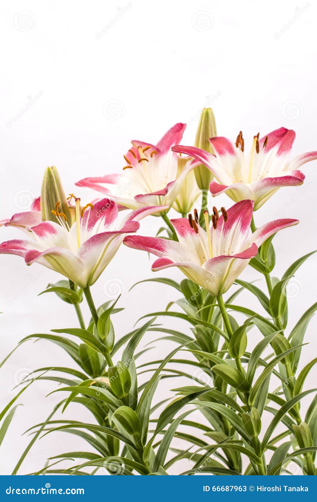 Two tone asian lily stock image. Image of petal, asian - 66687963