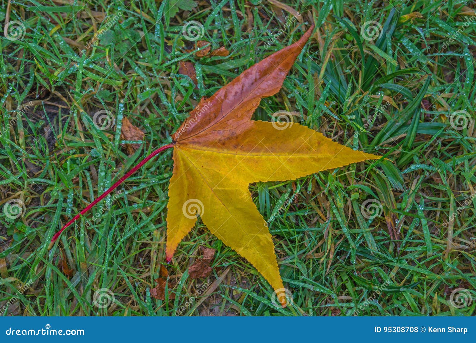 The two tone Autumn leaf stock photo. Image of tree, foliage - 95308708