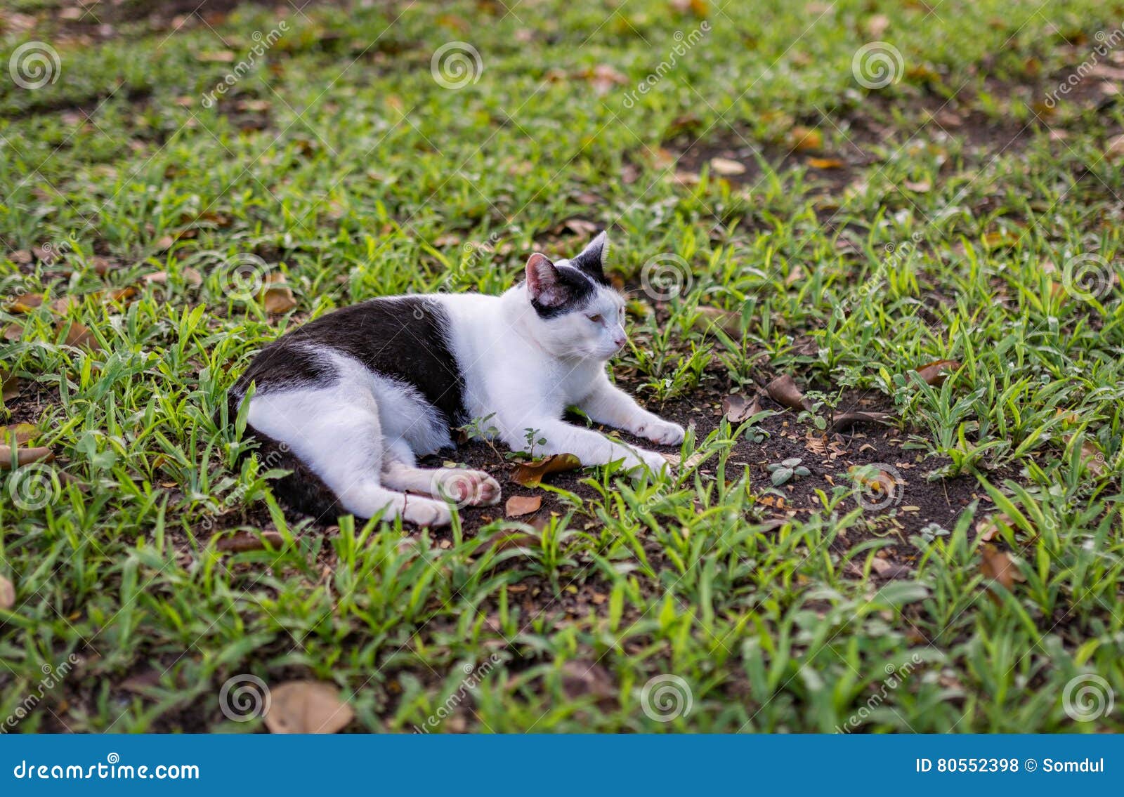 Two tone cat on grass stock photo. Image of white, garden - 80552398