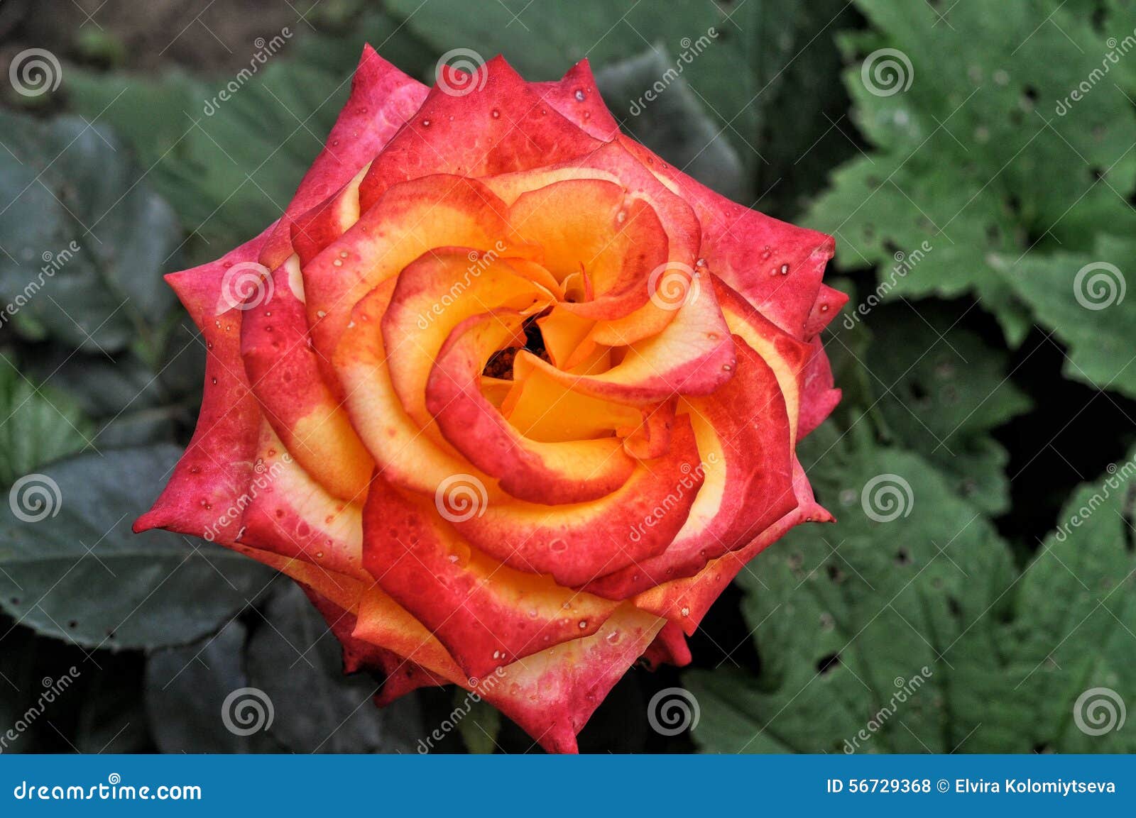 Two-tone Colombian rose stock photo. Image of beautiful - 56729368