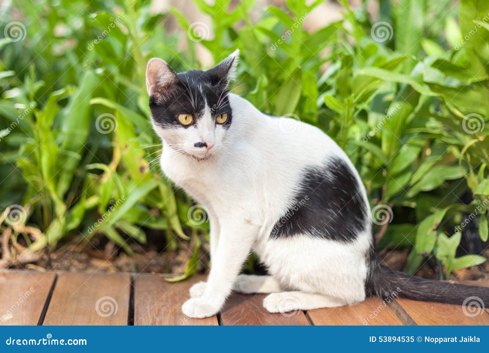 Two Tone Color Cat Sitting on the Plant Stock Image - Image of nature ...