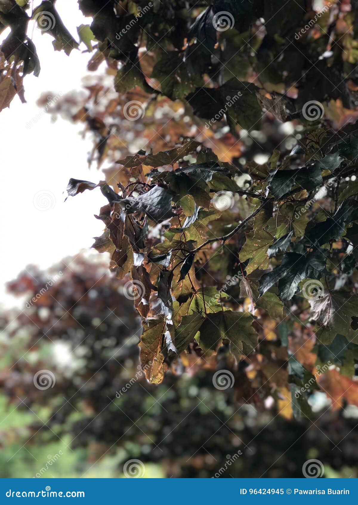 Two Tone Color Leaf on Spring or Summer Day Stock Image - Image of tone ...