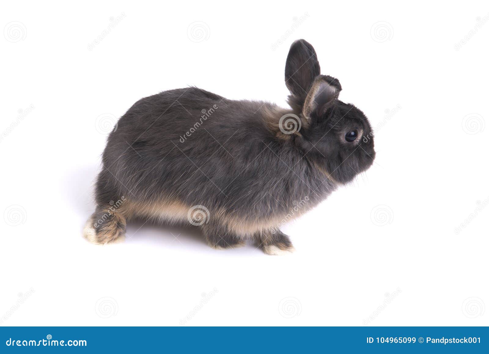 Two Tone Color Netherland Dwarf Rabbit. Stock Image - Image of small ...