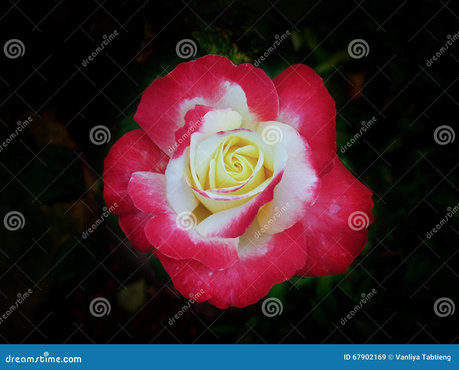 Two Tone Color Rose on Dark Background Stock Image - Image of heart ...
