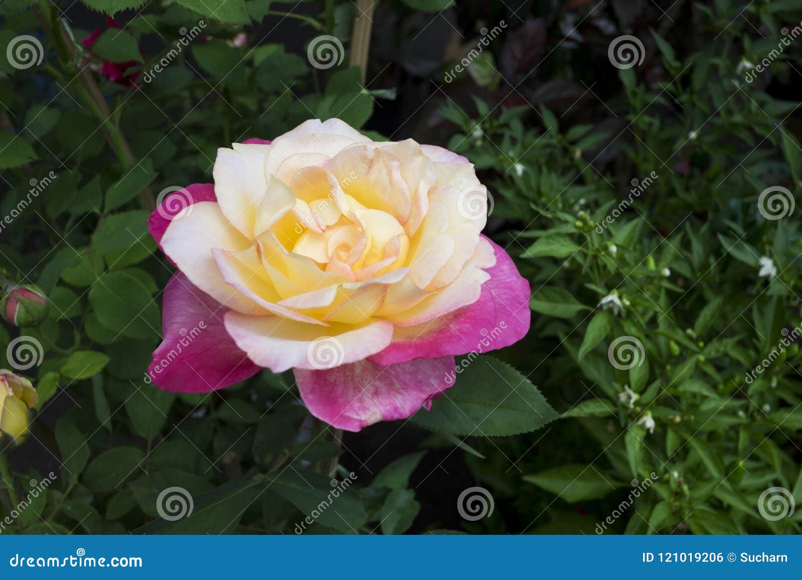 Two Tone Color of Rose and Green Leaf in the Garden. Stock Photo ...