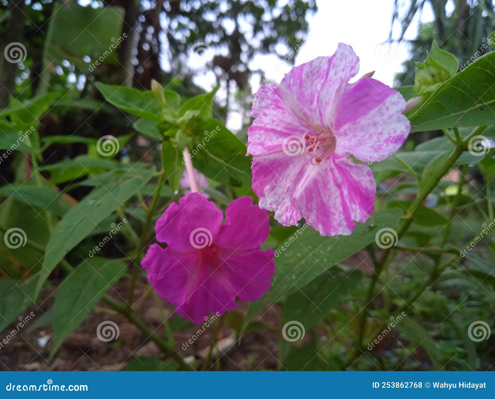 Two tone colour flowers stock photo. Image of produce - 253862768