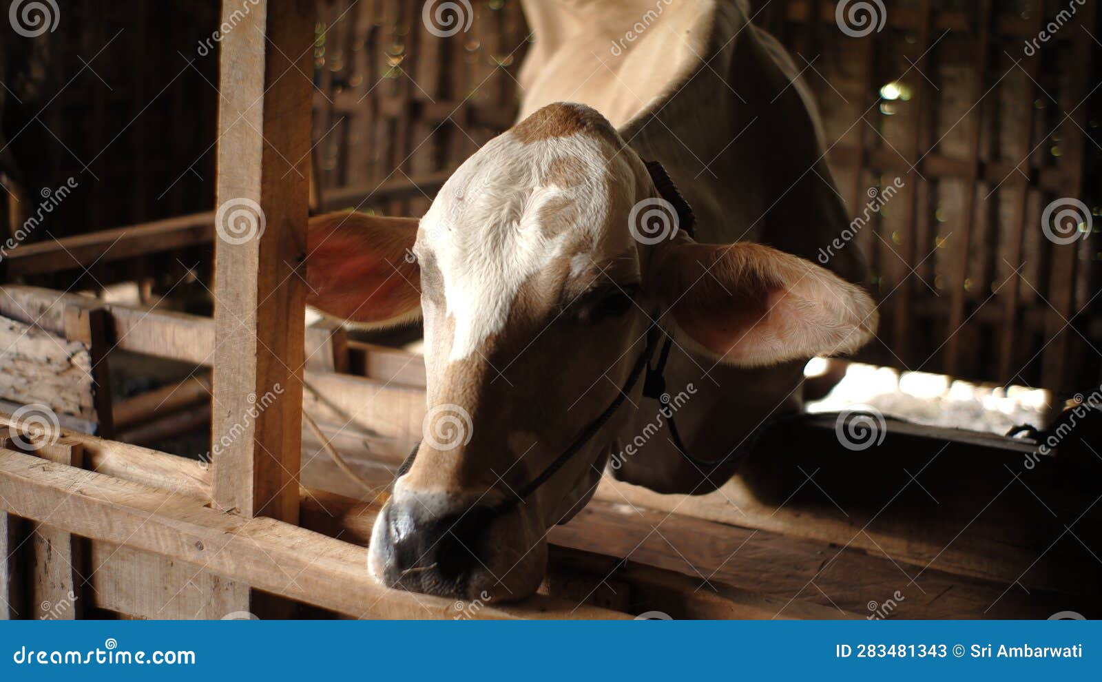 Old, Traditional Stable Cowshed For Cows And Horses. Farm Building ...