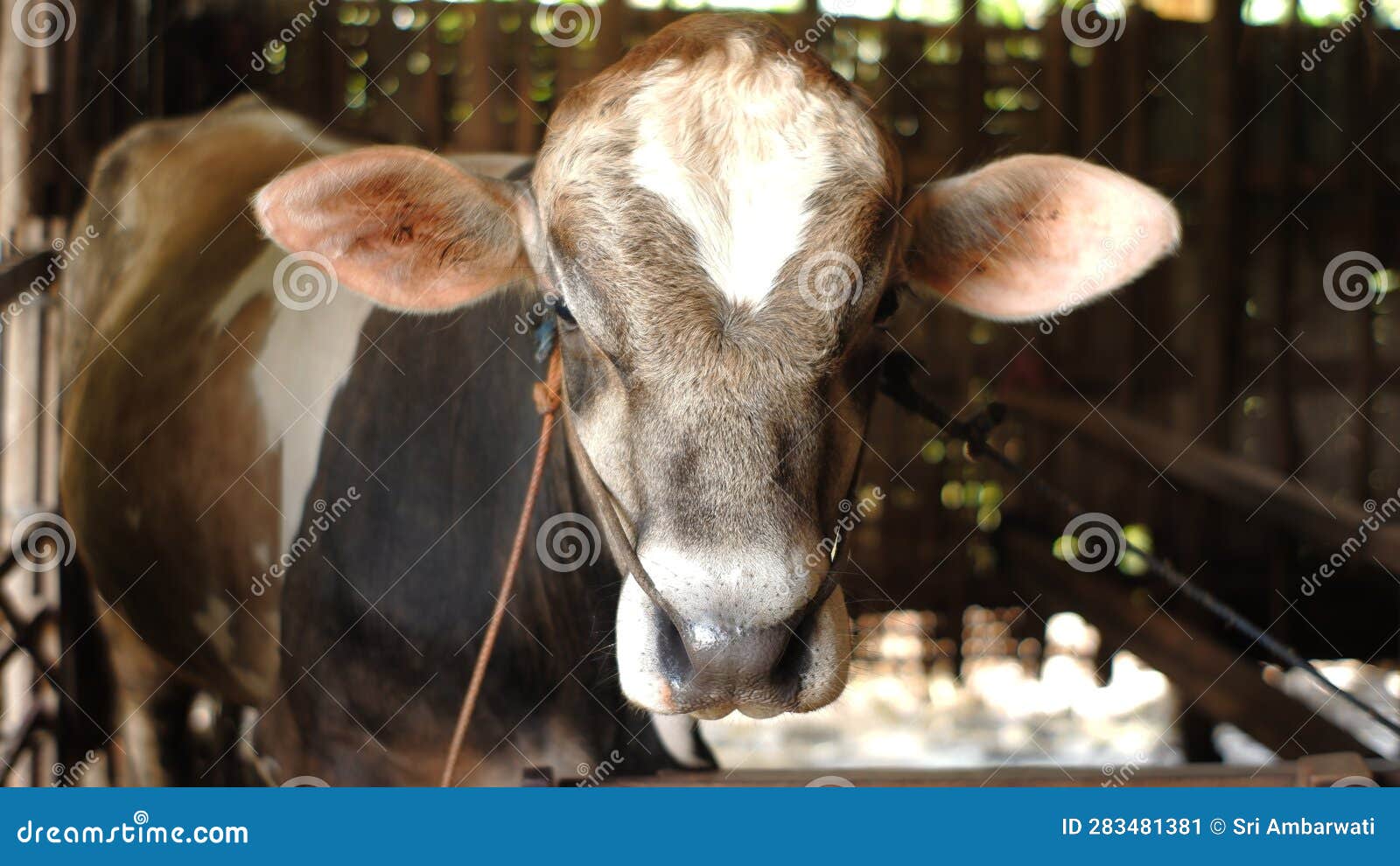 A Cow Kept in a Traditional Stable Stock Image - Image of friendship ...