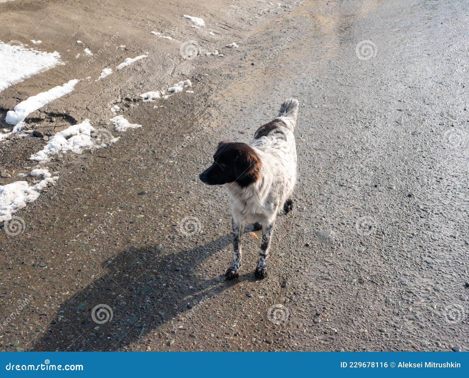Two-tone Dog is Standing on the Road. Close-up Stock Photo - Image of ...