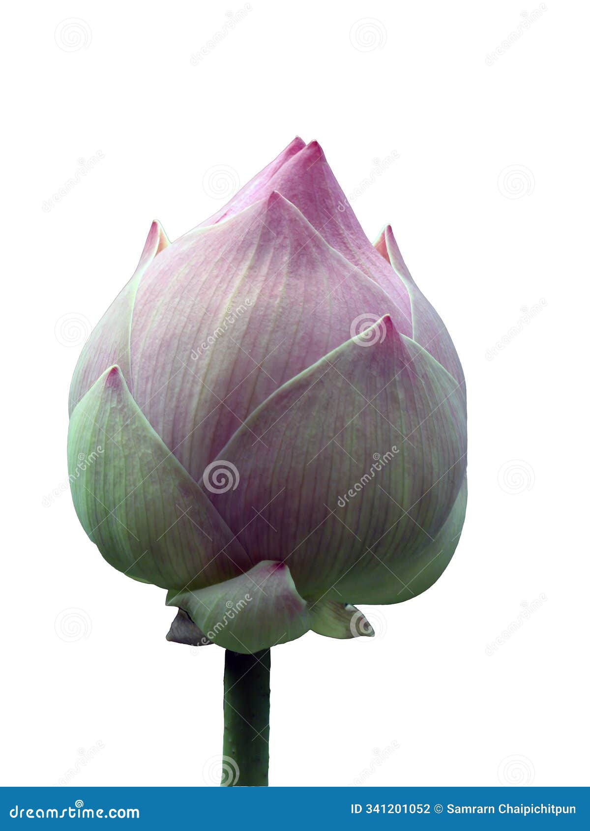 Two Tone of Indian Lotus on White Background with Clipping Path Stock ...