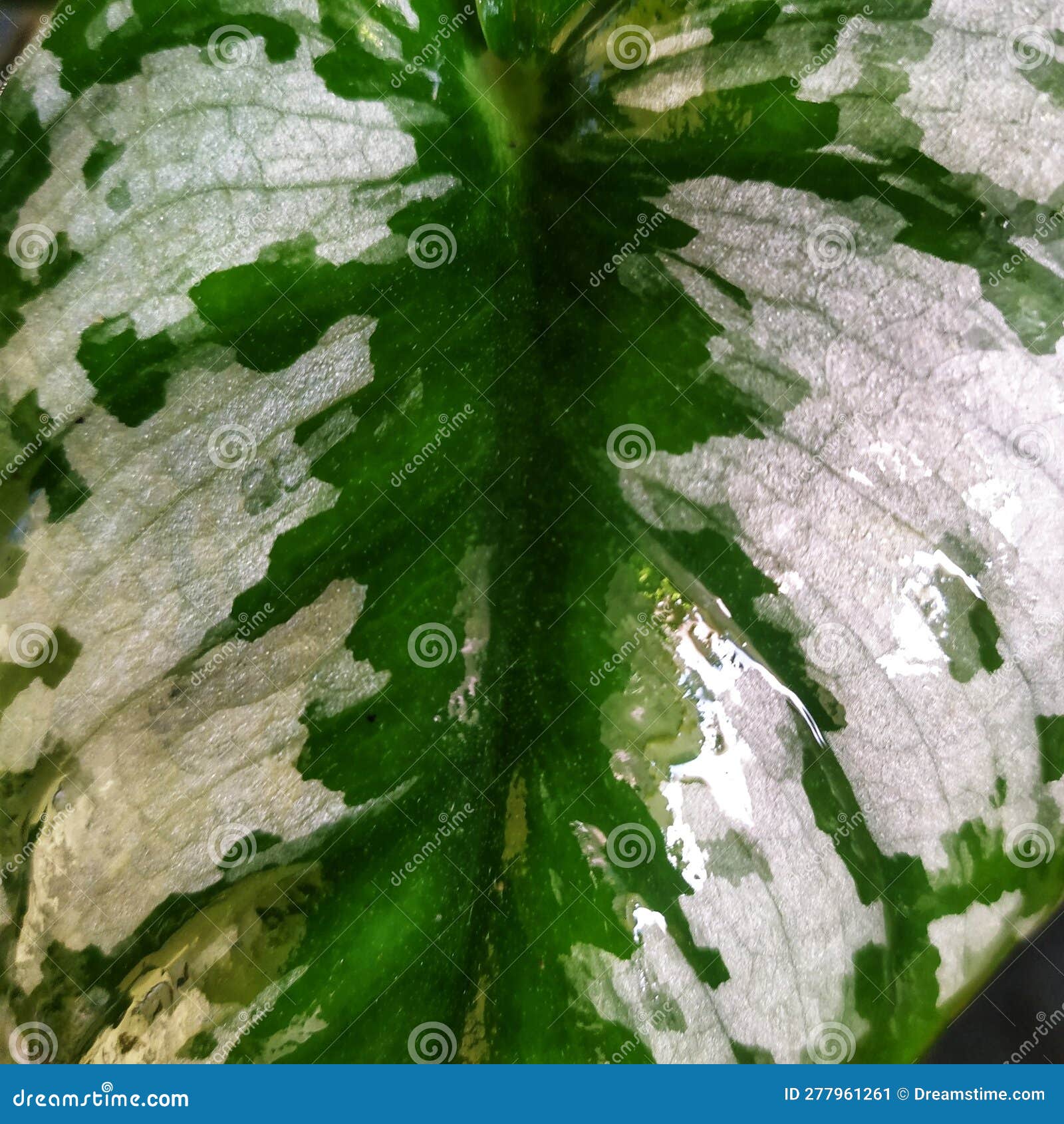 Two tone of leaf stock image. Image of gardens, leaf - 277961261