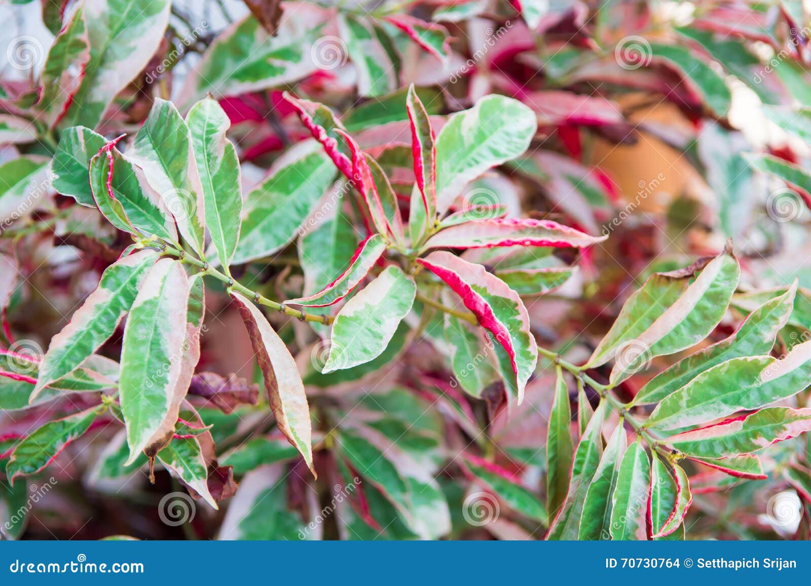 Two tone Leaves stock photo. Image of leaf, foliage, stalk - 70730764