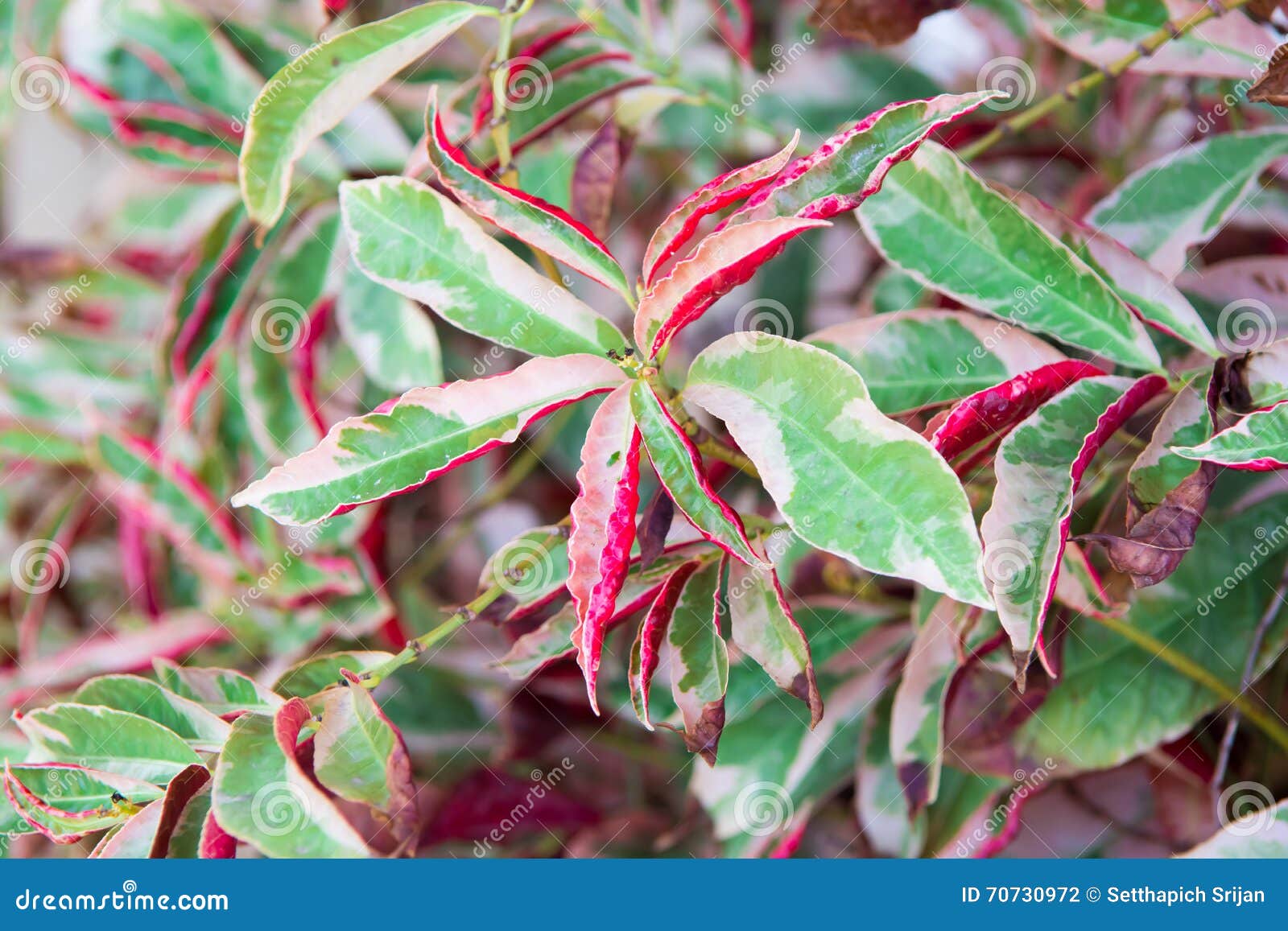 Two Tone Leaves stock photo. Image of woods, wood, arbor - 70730972