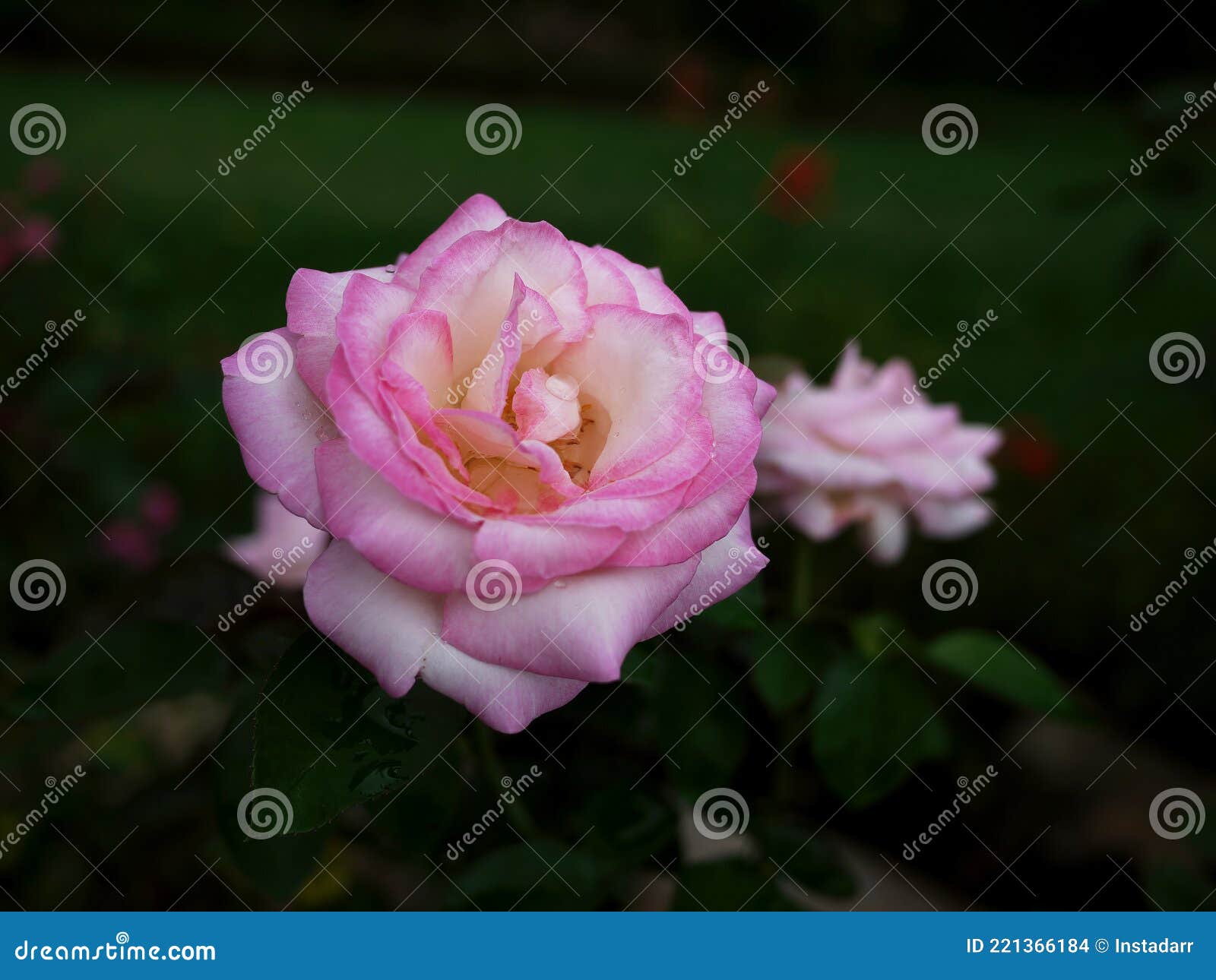 Two Tone Pink Roses in the Garden Stock Photo - Image of floral, bloom ...