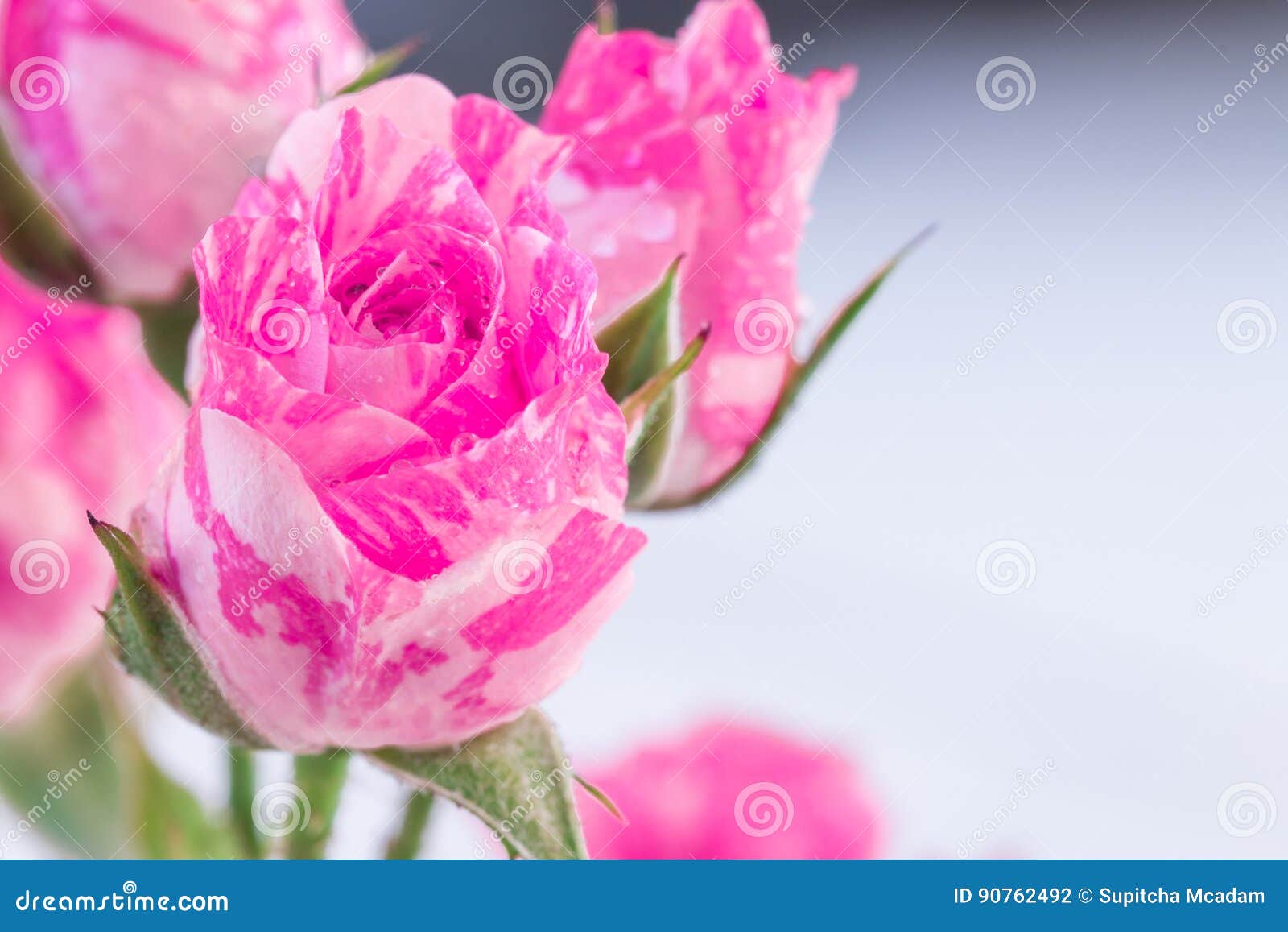 Two-Tone Pink Rose. stock photo. Image of pink, green - 90762492