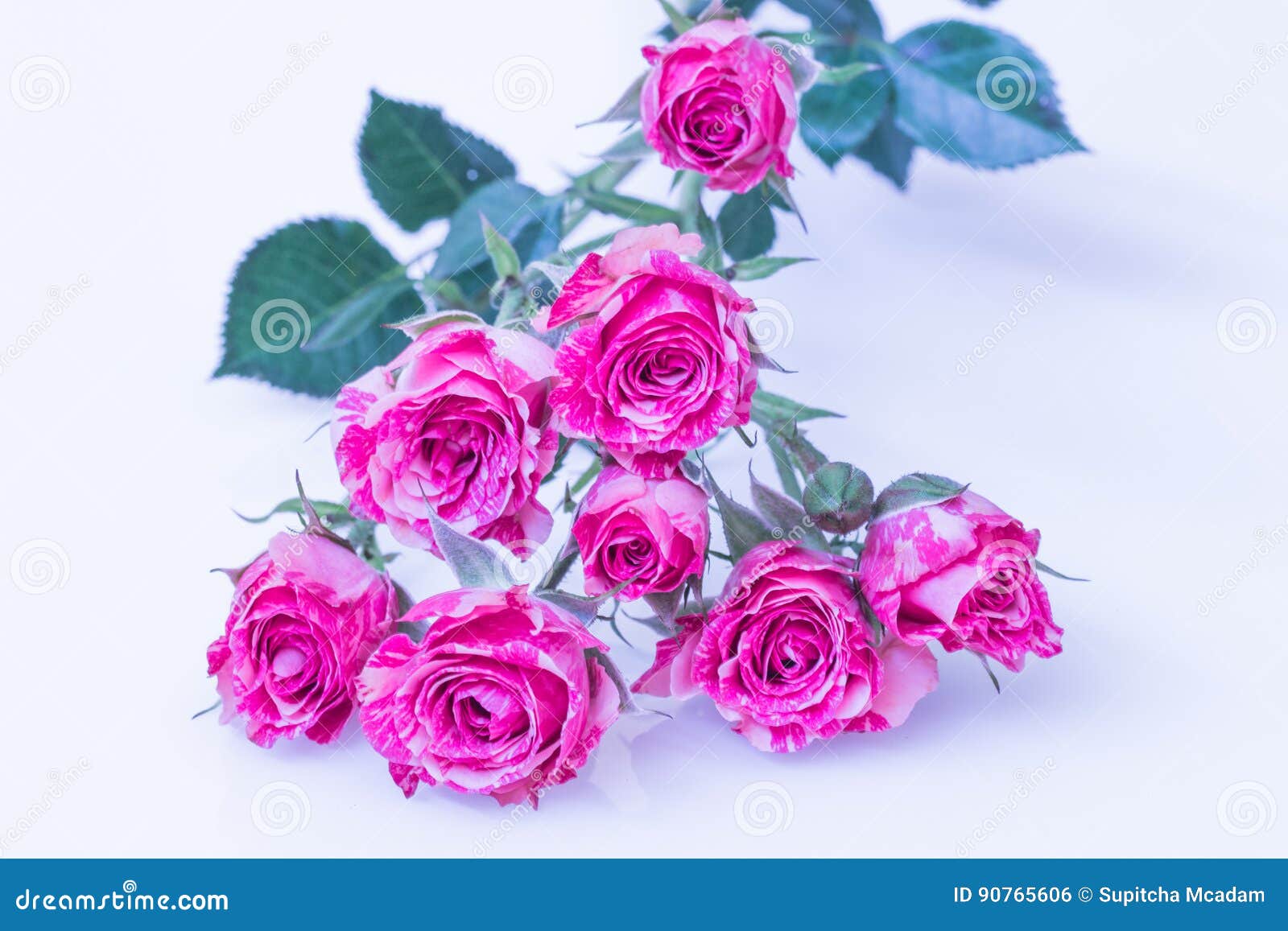 Two-Tone Pink Roses. stock photo. Image of love, botany - 90765606