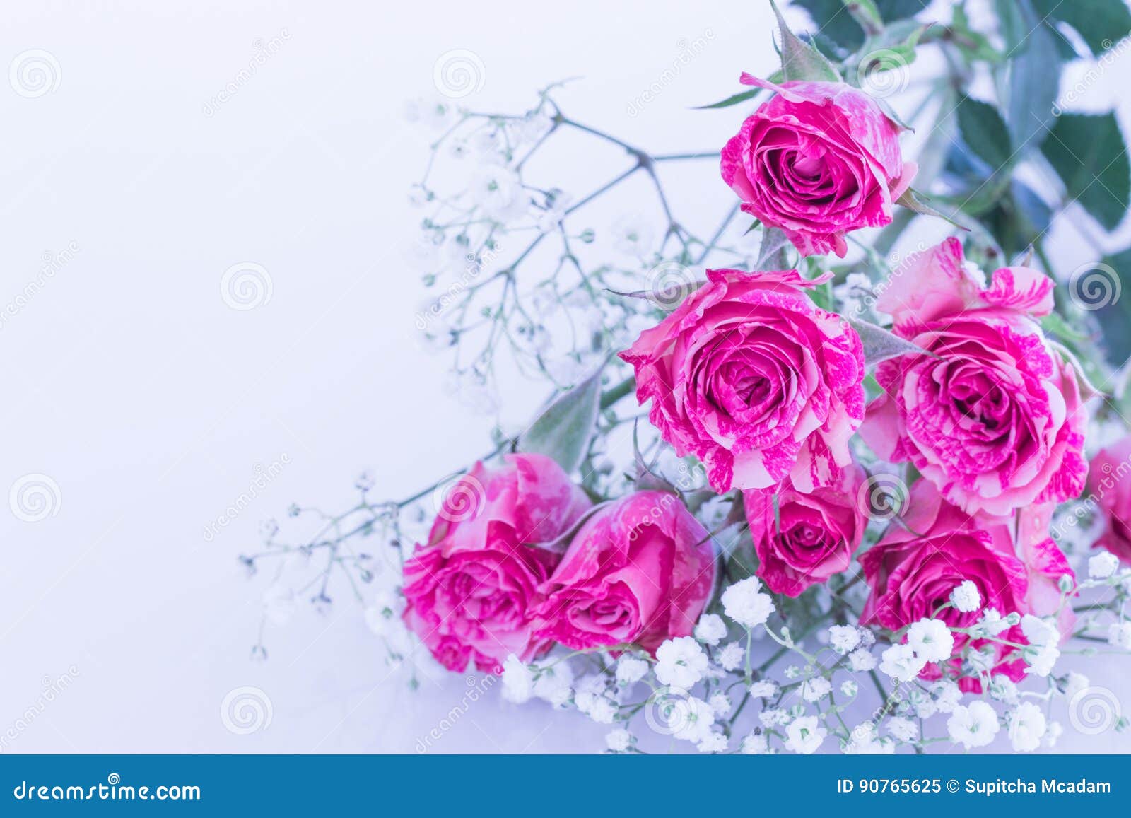 Two-Tone Pink Roses. stock image. Image of greeting, bouquet - 90765625