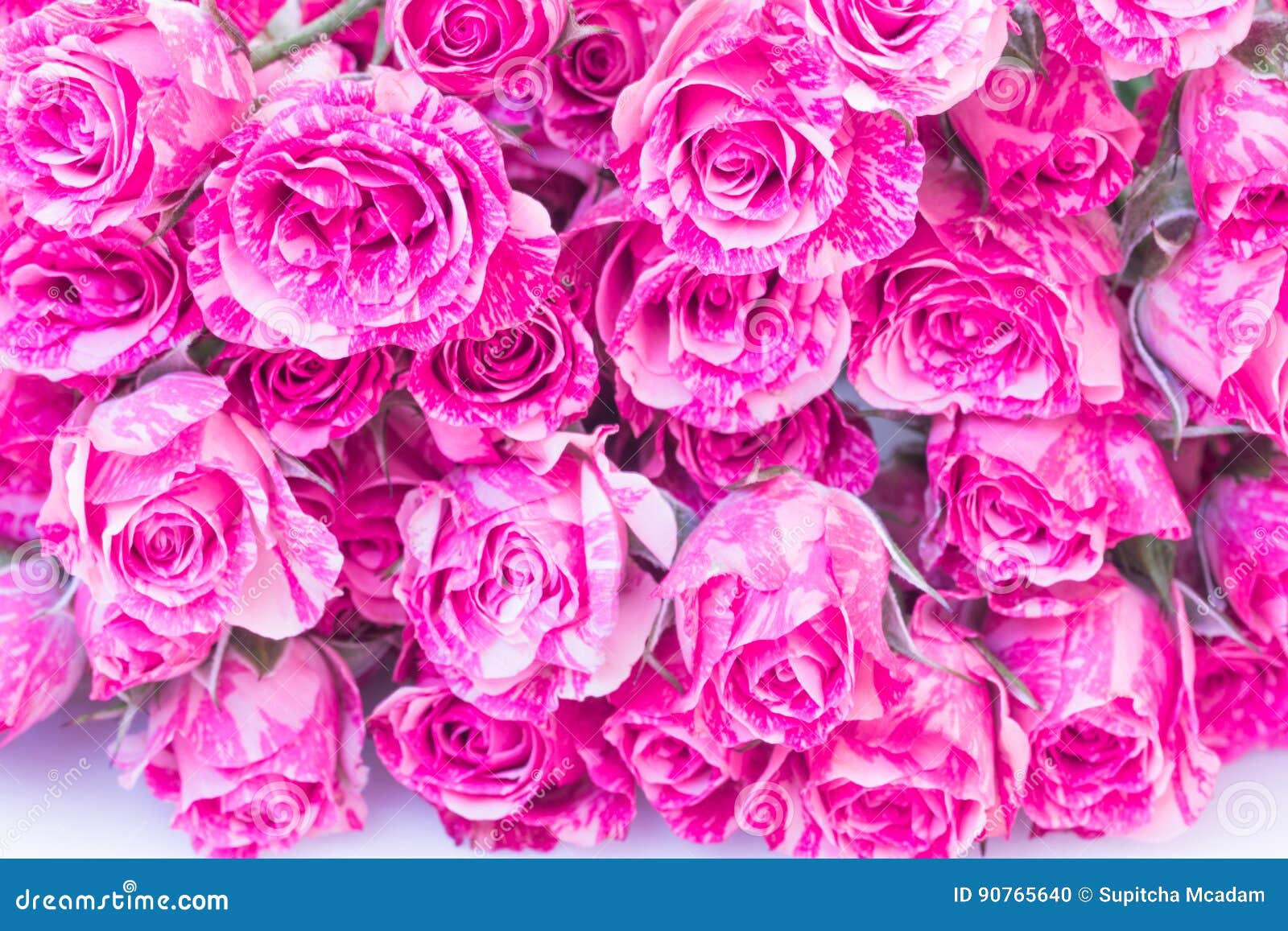 Two-Tone Pink Roses. stock photo. Image of garden, rosa - 90765640