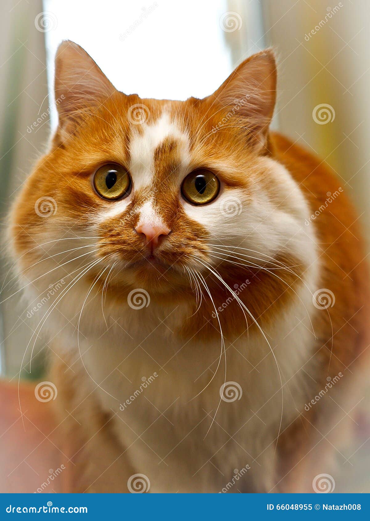 Brown And White Dappled Cat