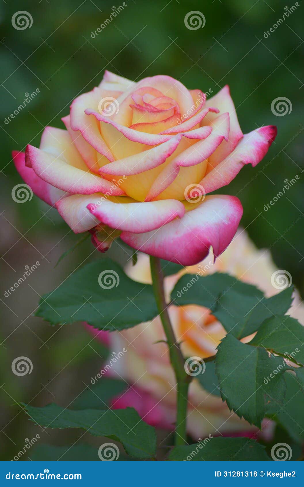 Two tone rose in bloom stock photo. Image of tone, rose - 31281318