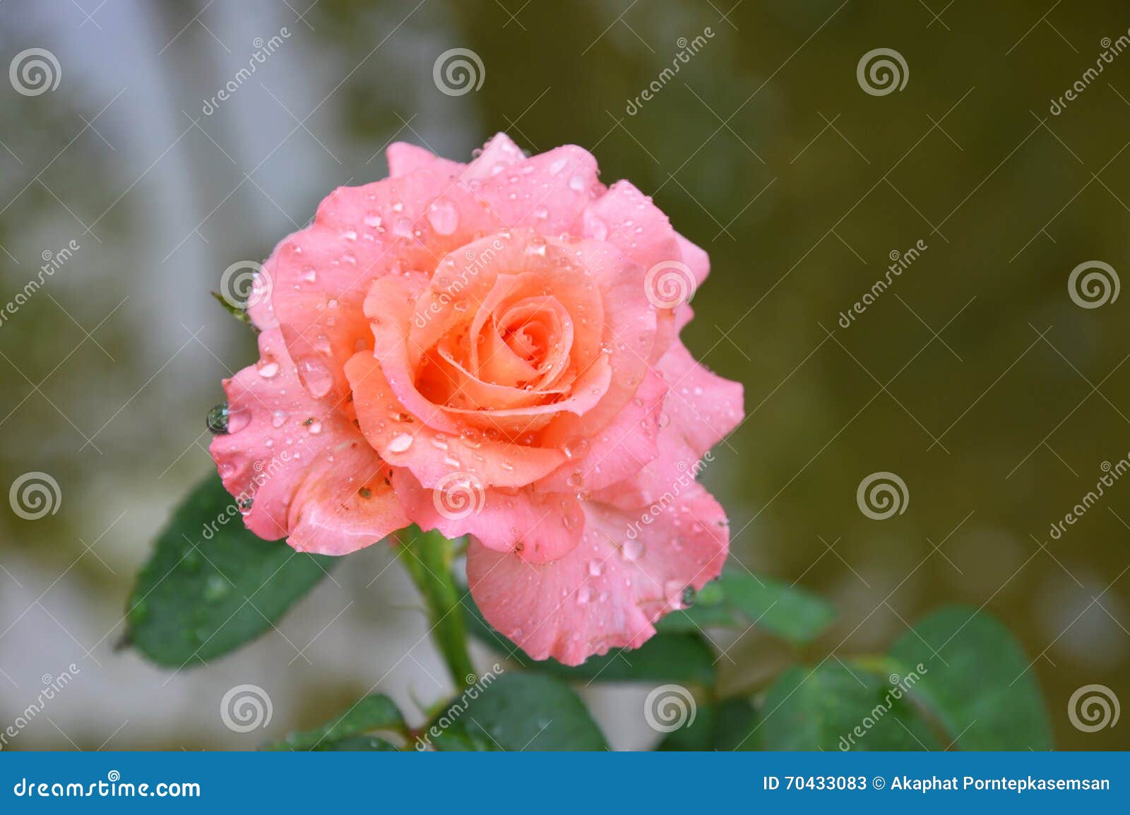 Two Tone Rose Blooming in Garden Stock Image - Image of decorate, pine ...