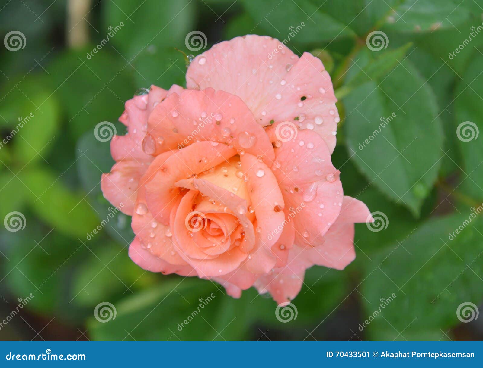 Two Tone Rose Blooming in Garden Stock Image - Image of branch, flower ...