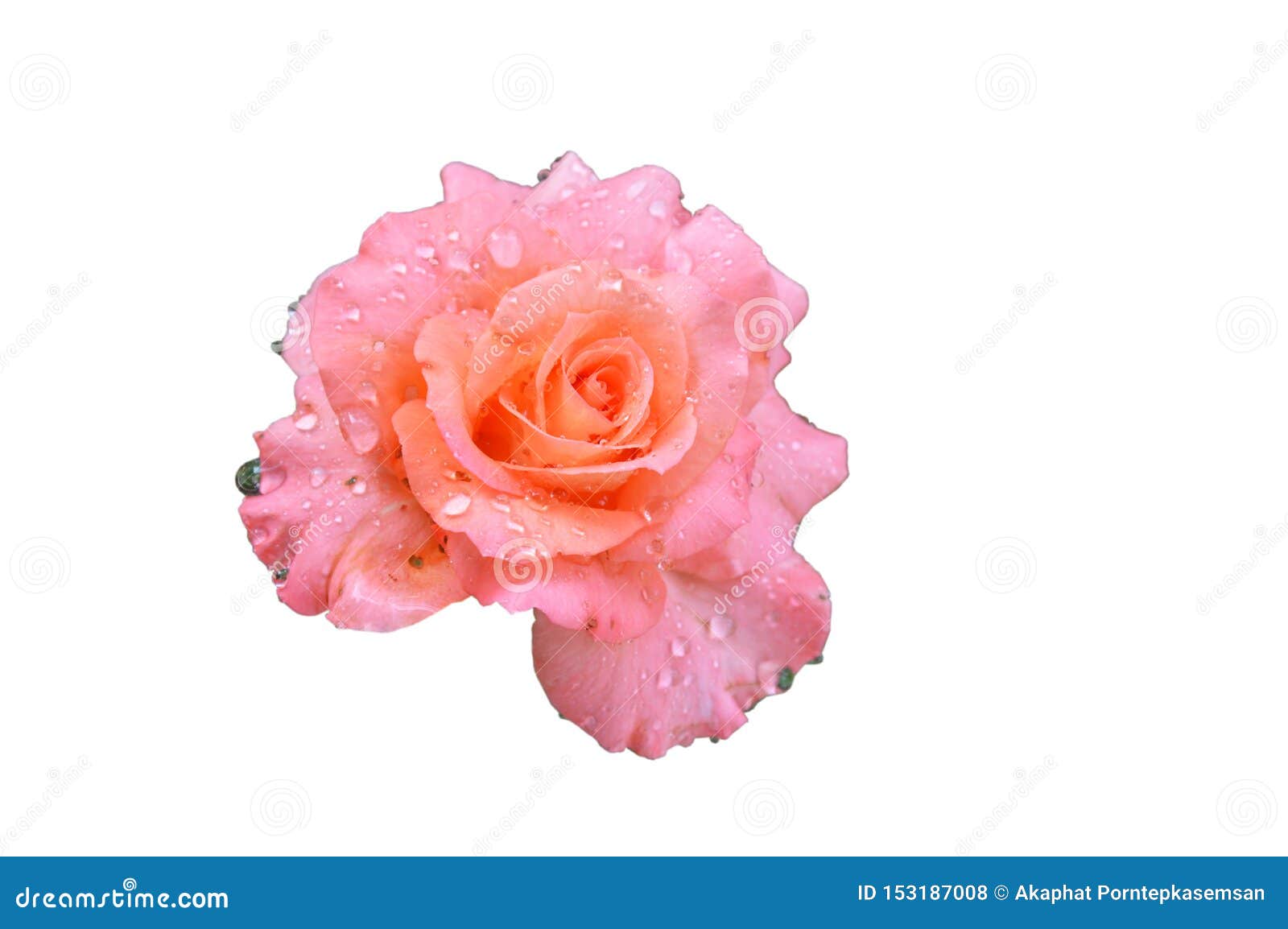 Two Tone Rose Blooming on White Background Stock Photo - Image of park ...