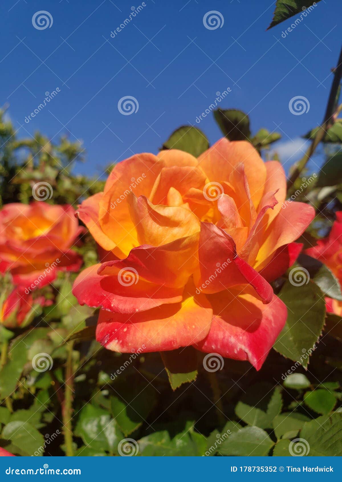 Two tone rose blossoms stock photo. Image of tone, blossoms - 178735352