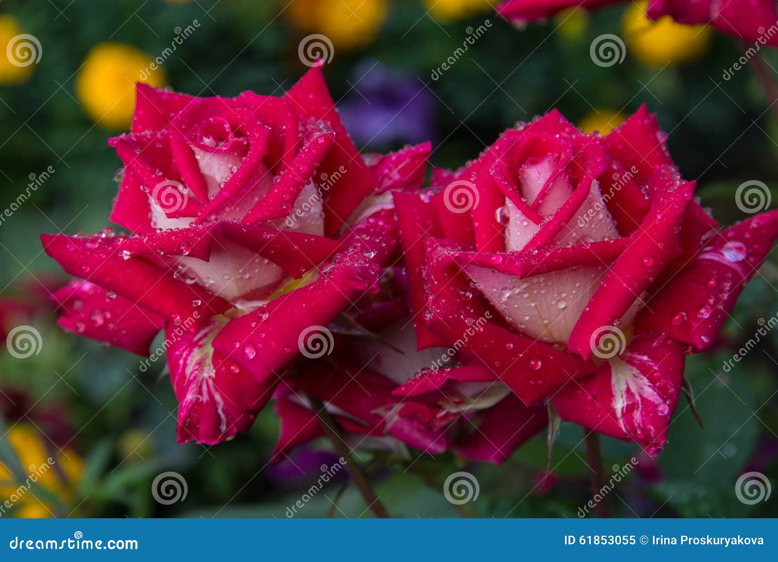 Two-tone rose stock image. Image of cottage, blurred - 61853055