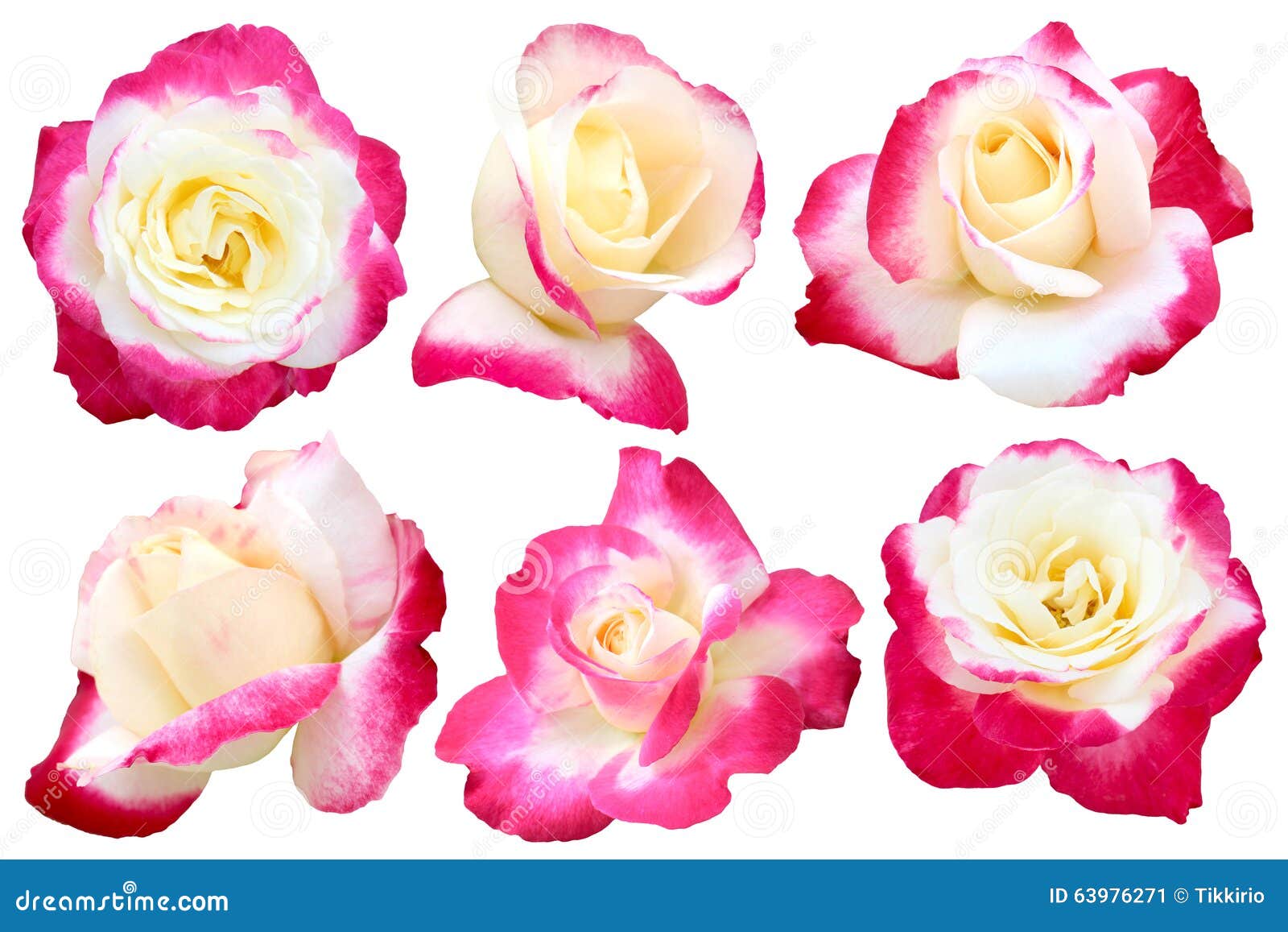 Two tone rose isolated stock illustration. Illustration of pretty ...