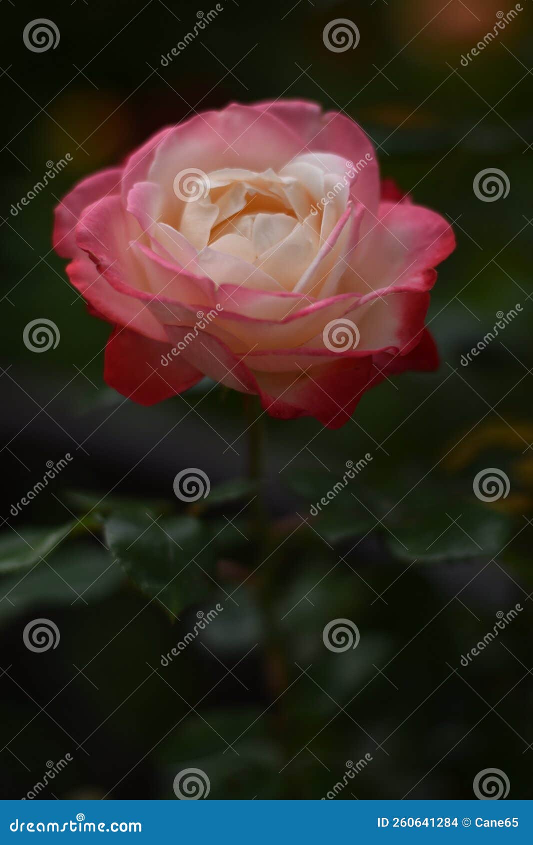 Two tone rose (Rosa) stock photo. Image of makro, closeup - 260641284