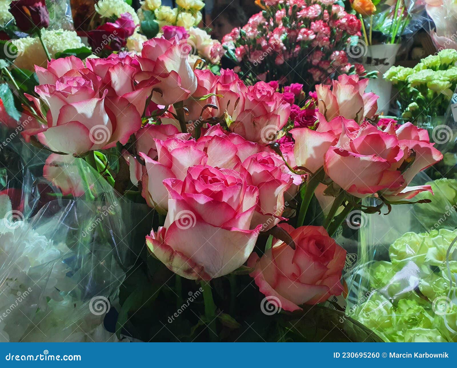 Two tone roses stock photo. Image of pink, bouquet, purple - 230695260