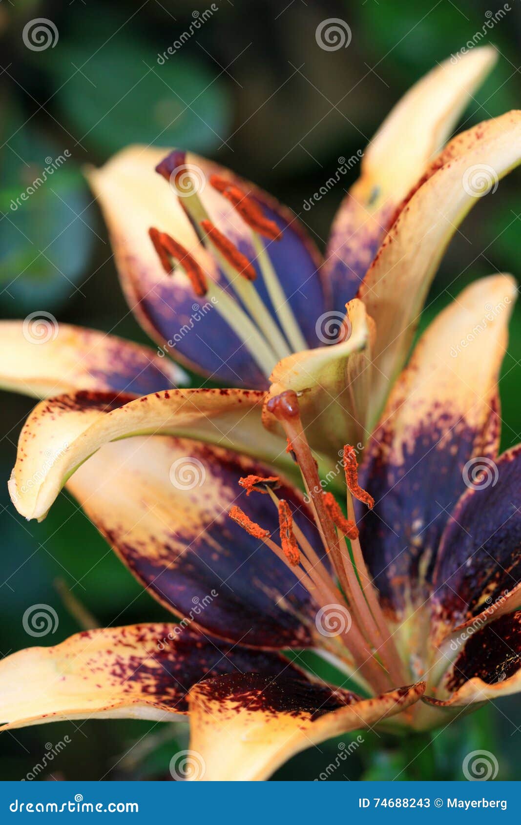 Two-tone speckled lily stock image. Image of bright, bloom - 74688243