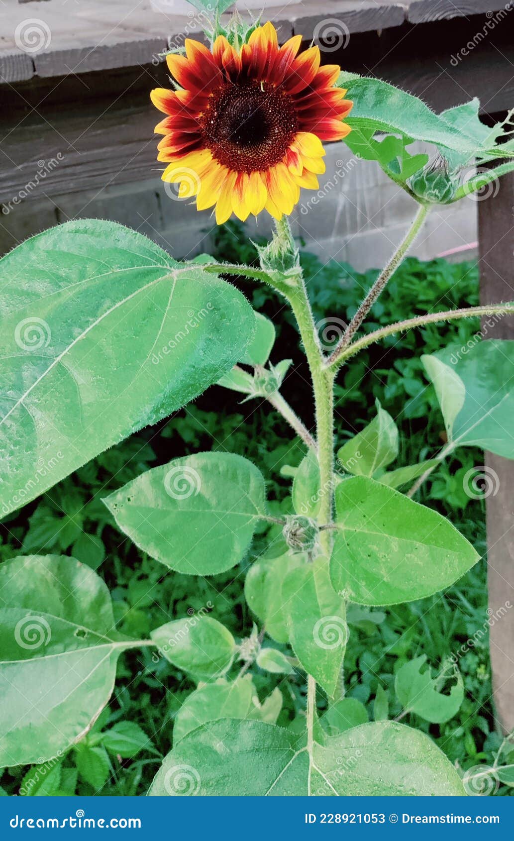 Two tone sunflower stock image. Image of vegetable, leaf - 228921053