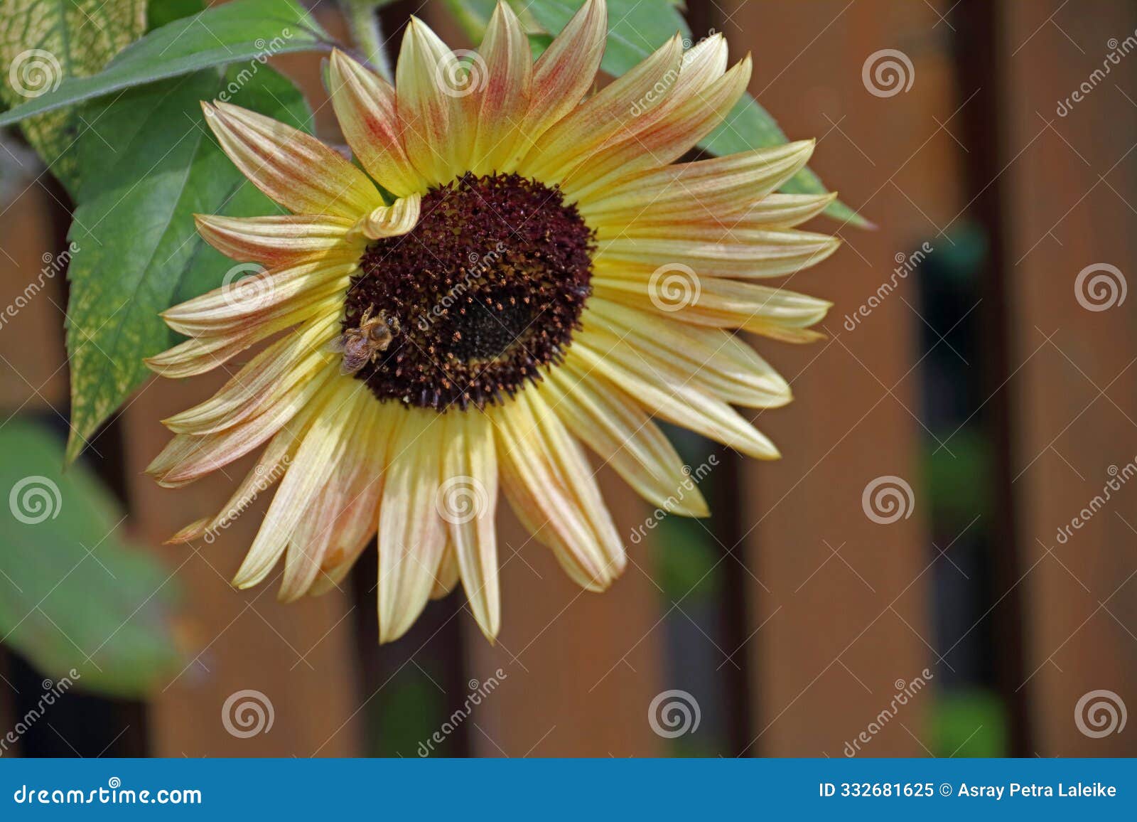 A Two-tone Sunflower with a Bee in the Center Stock Image - Image of ...