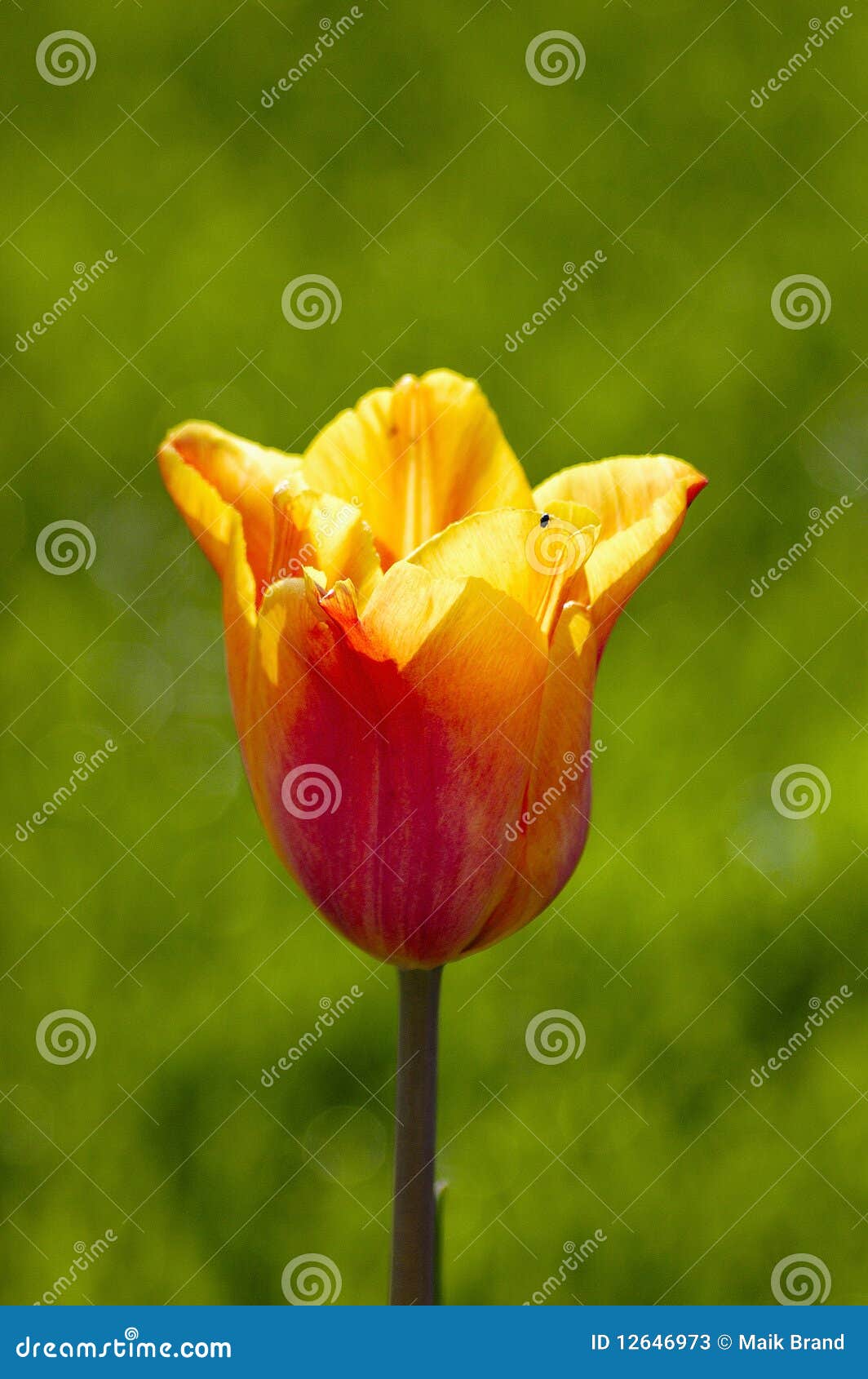 Two-tone tulip stock image. Image of tulip, nature, flower - 12646973