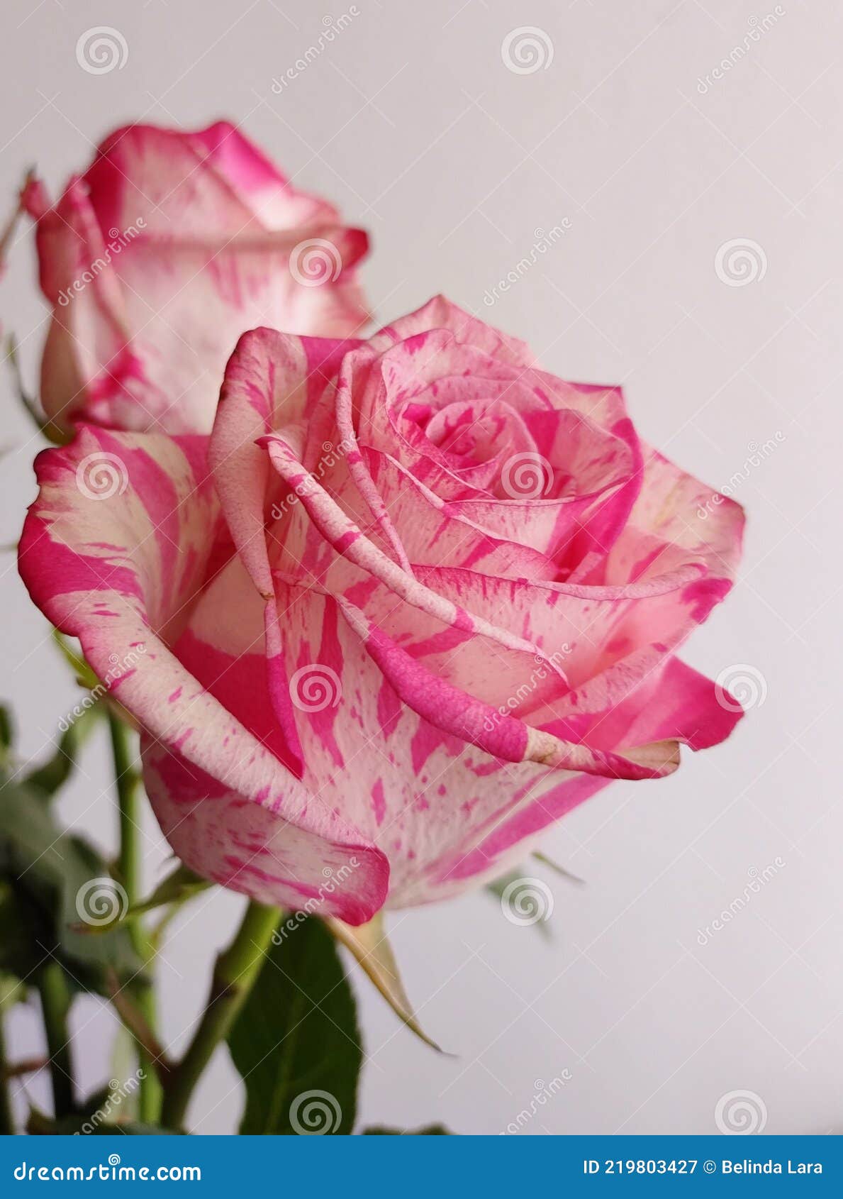 Two Toned Pink and White Roses Stock Image - Image of petals, blossom ...