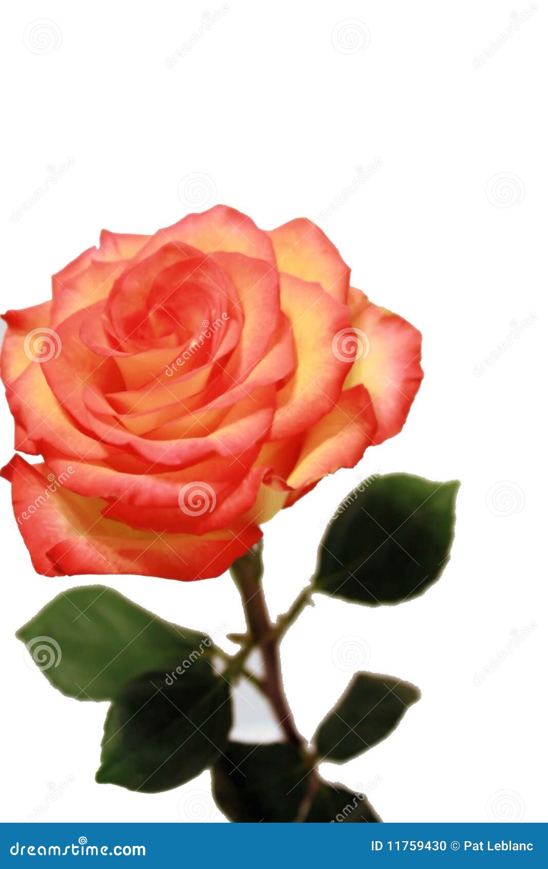 Two Toned Rose Isolated stock photo. Image of botanical - 11759430
