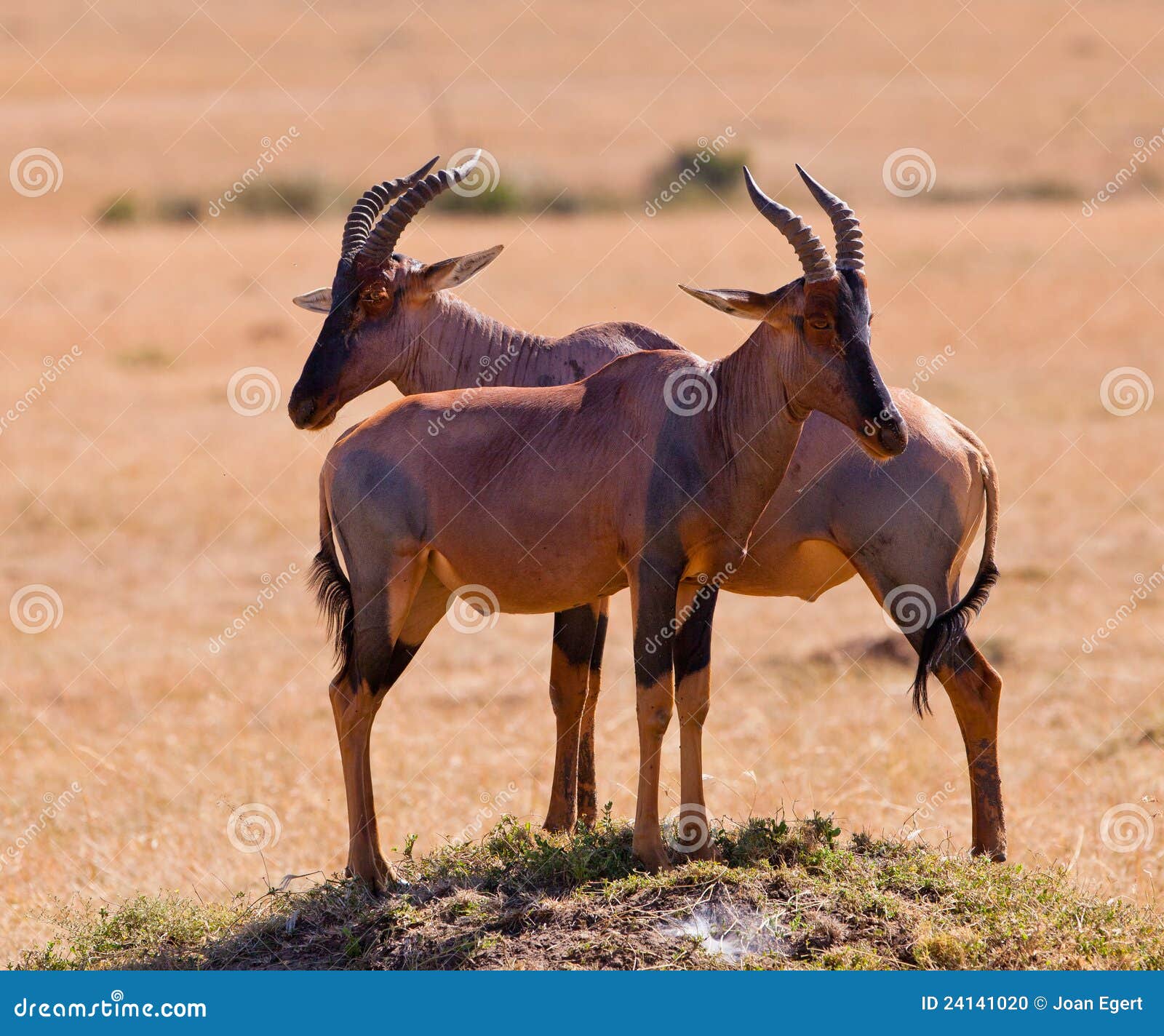 Topi Group Shading Under A Tree Royalty-Free Stock Photography ...