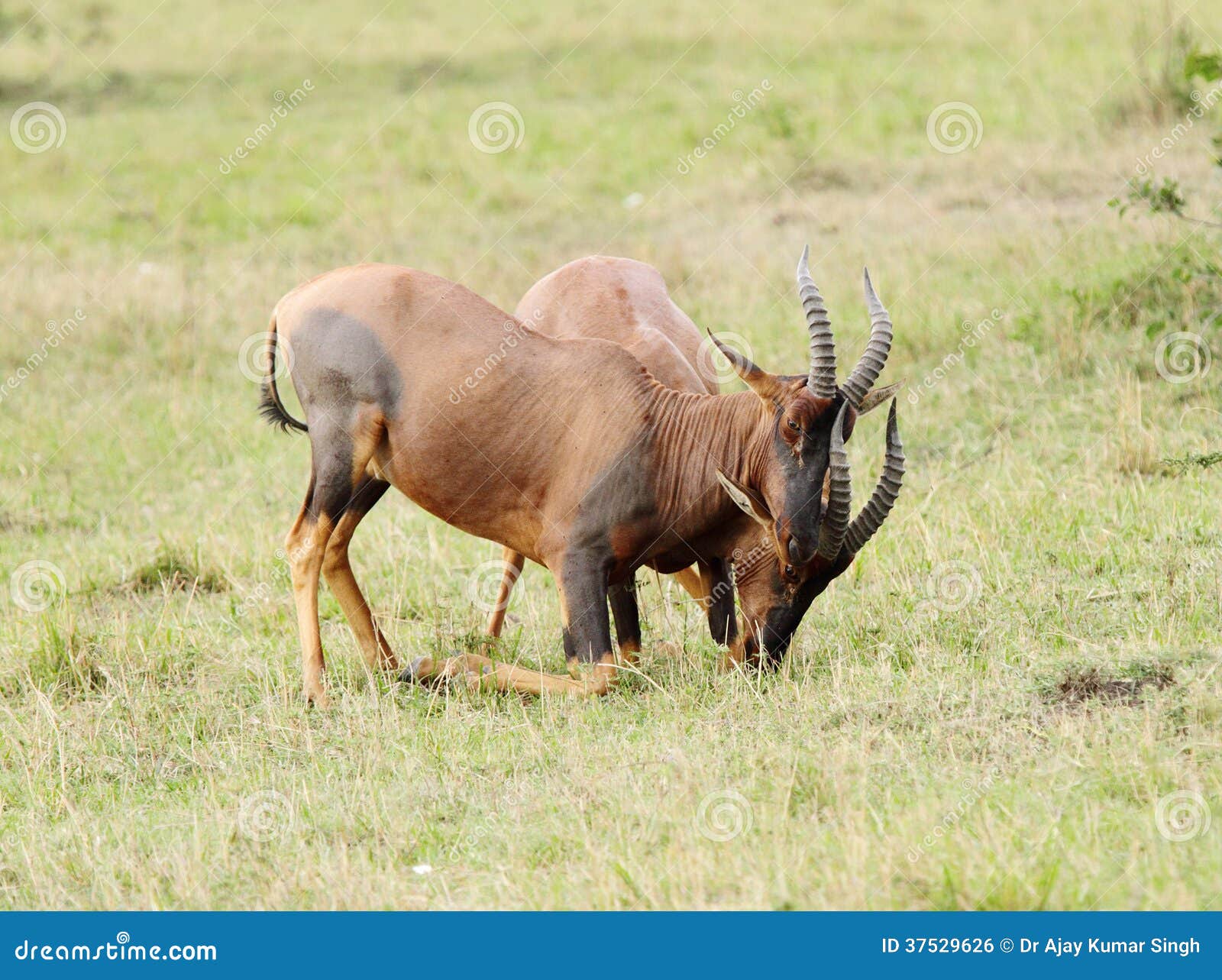 Two Topi antelopes playing stock photo. Image of elongated - 37529626