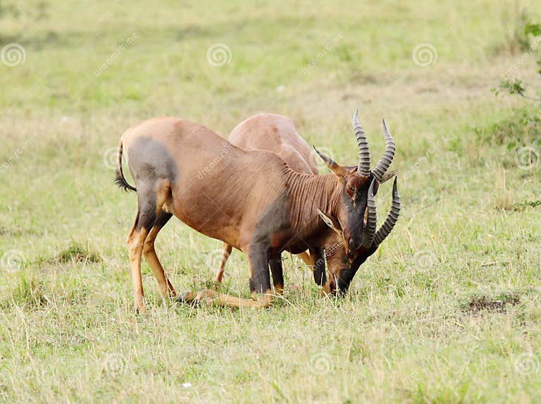 Two Topi antelopes playing stock photo. Image of elongated - 37529626