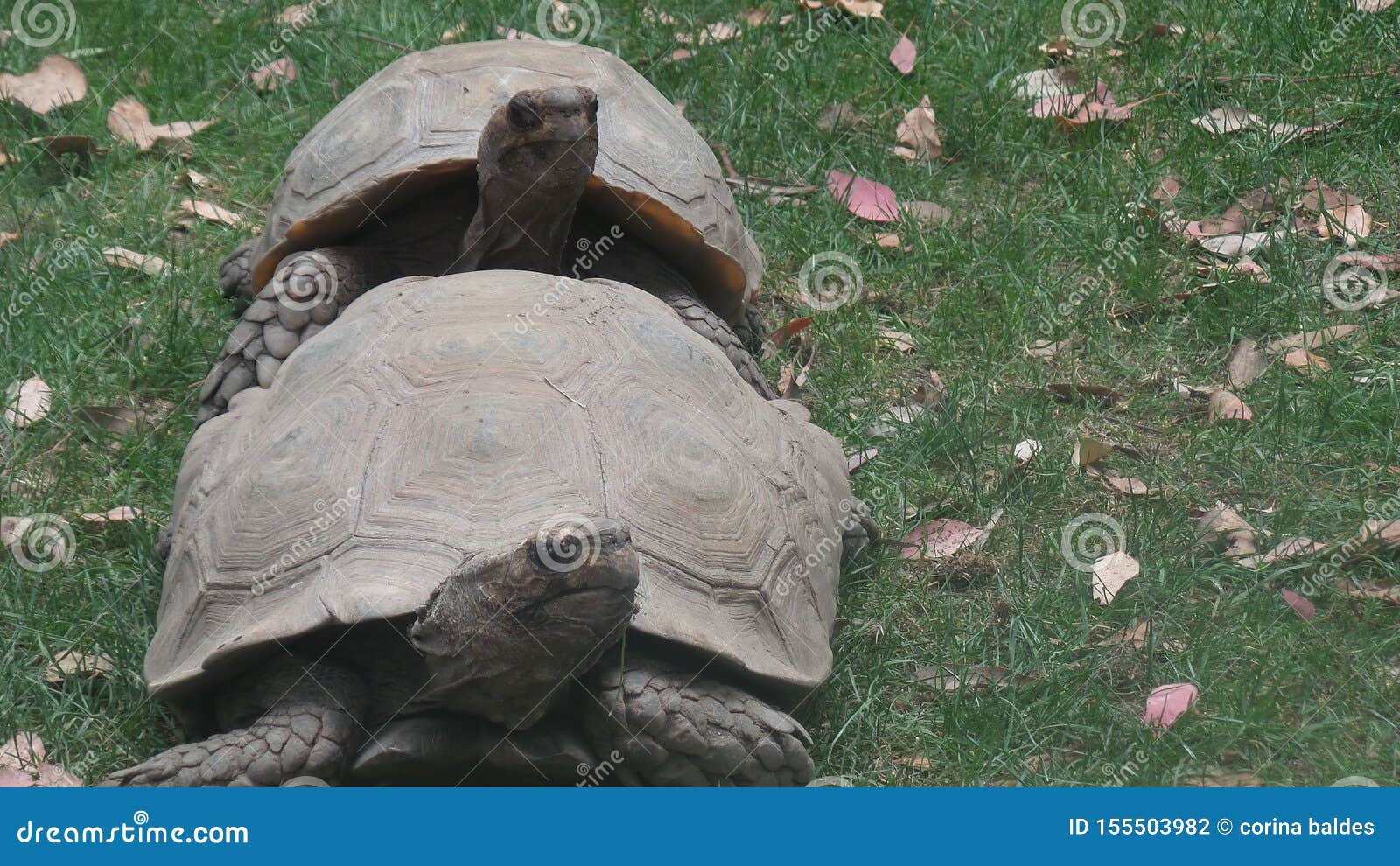 Two Tortoise Mating stock photo. Image of tortoise, mating - 155503982