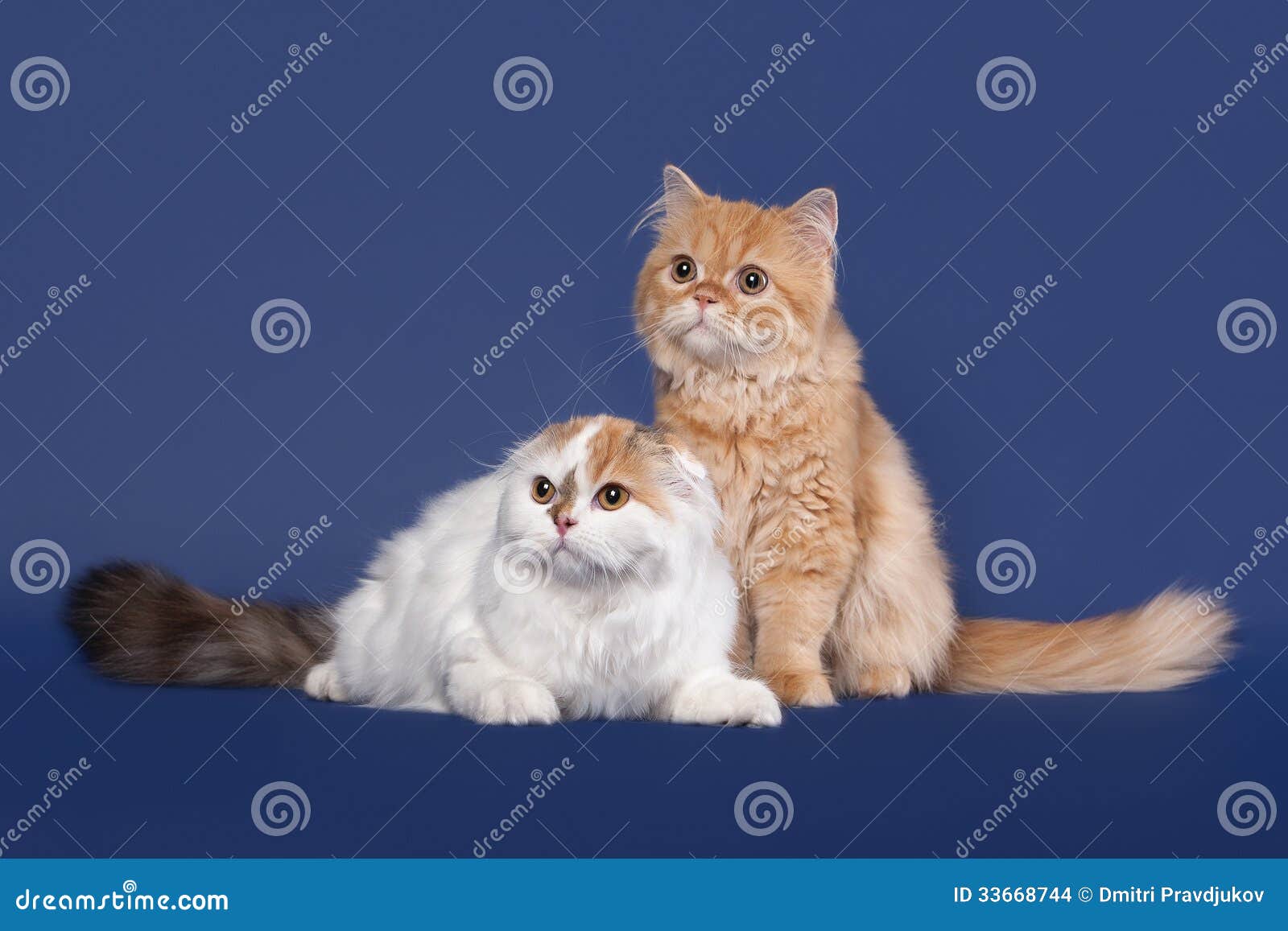 Two Tortoise and Red Scottish Highland Cats on Dark Blue Background ...