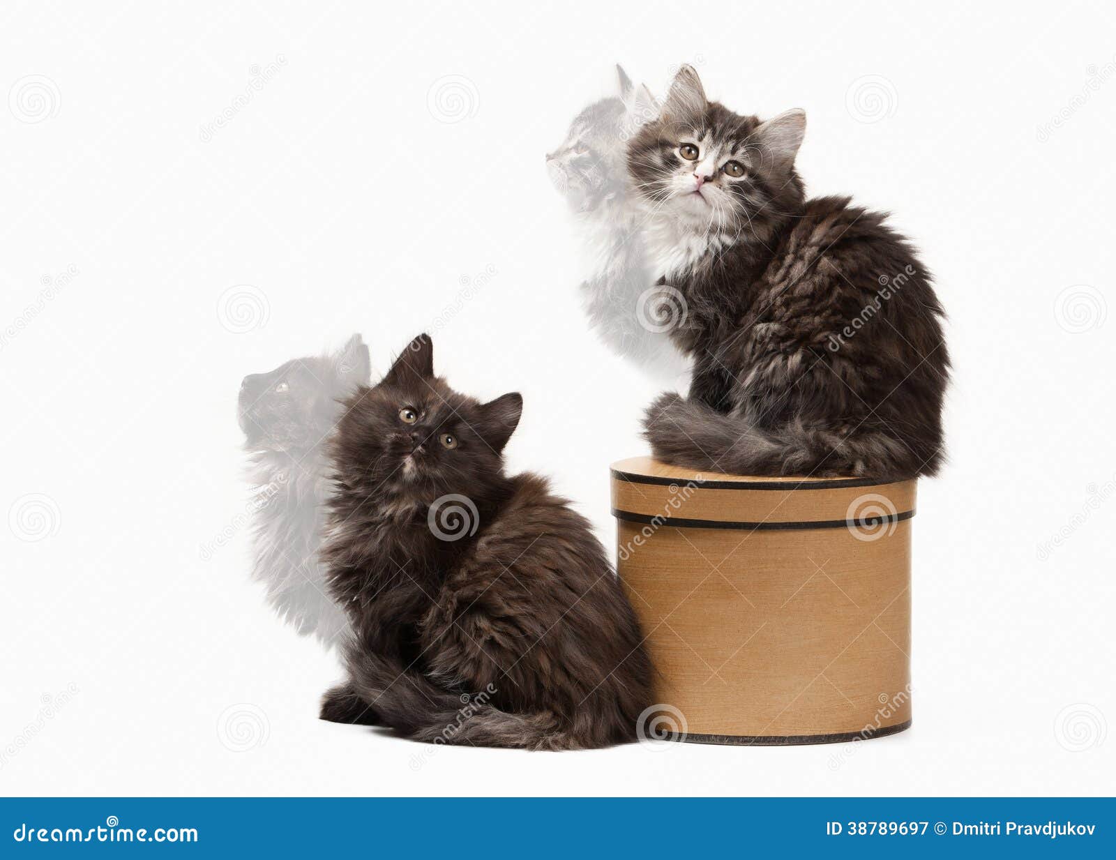 Two Tortoise Siberian Kittens On Black Background Royalty-Free Stock ...