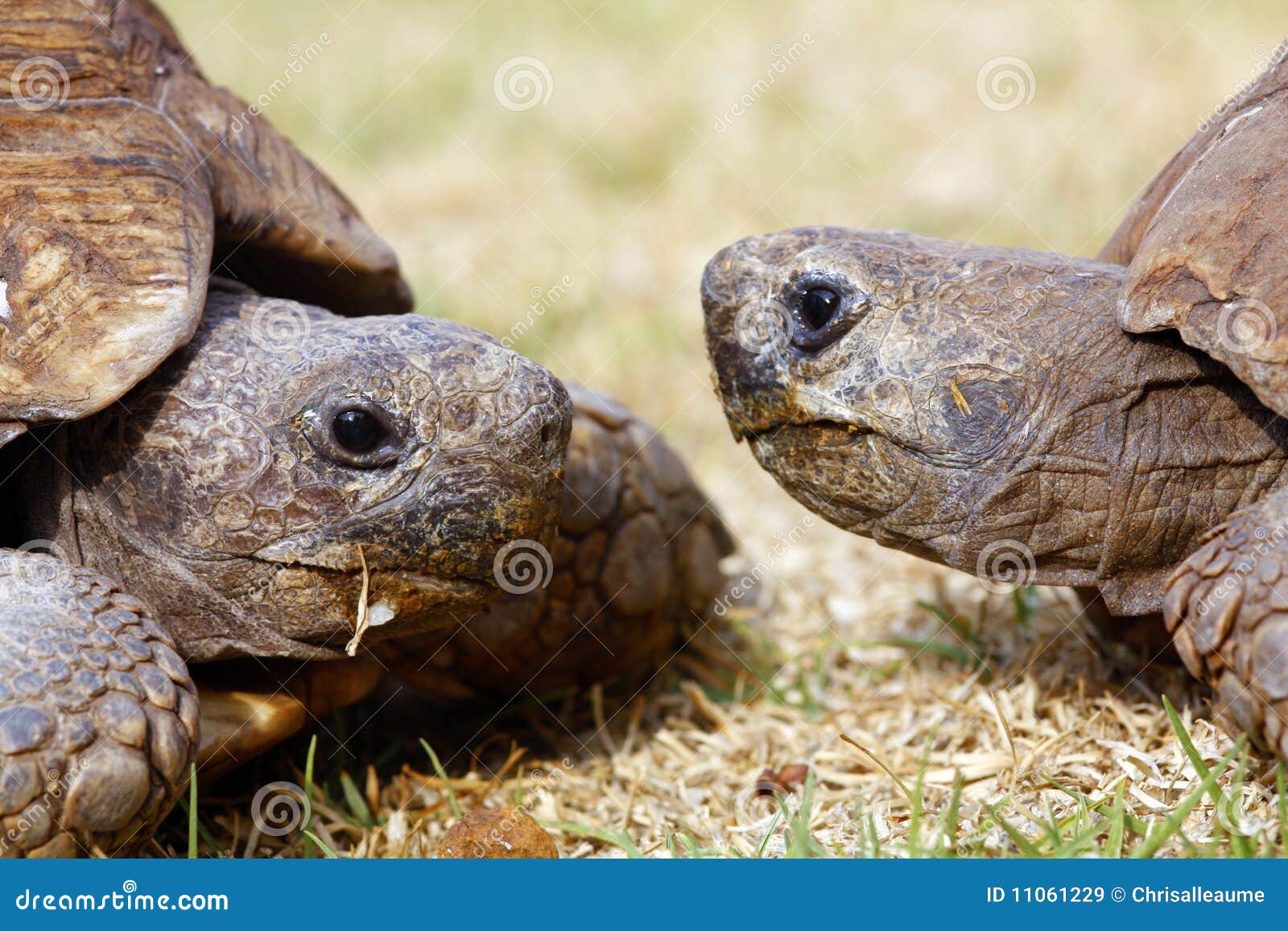 Two tortoises stock image. Image of animal, house, africa - 11061229
